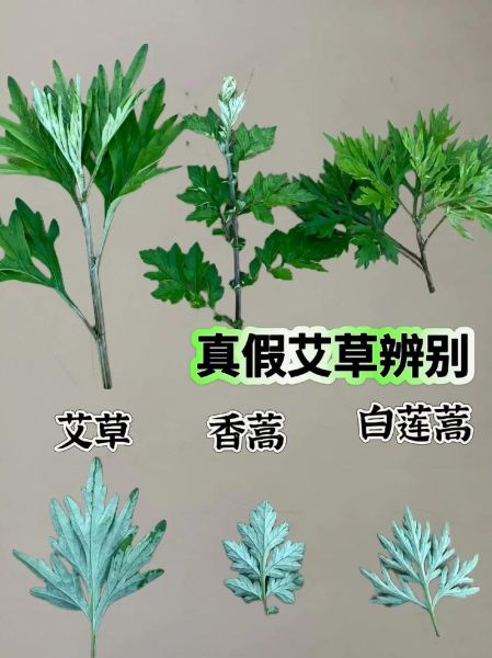 艾草与艾草的区别图片_如何分辨真假艾草-第1张图片-山城妙识