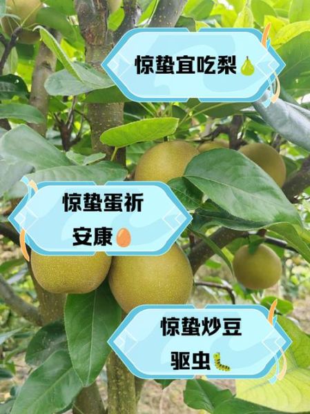 惊蛰吃什么传统食物_惊蛰饮食习俗有哪些-第1张图片-山城妙识 惊蛰吃什么传统食物_惊蛰饮食习俗有哪些-第1张图片-山城妙识