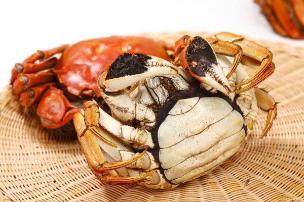 螃蟹图片怎么拍_真实高清螃蟹照片怎么找-第1张图片-山城妙识