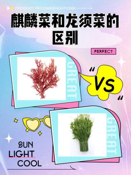 麒麟菜和龙须菜的区别_哪个更好吃-第1张图片-山城妙识