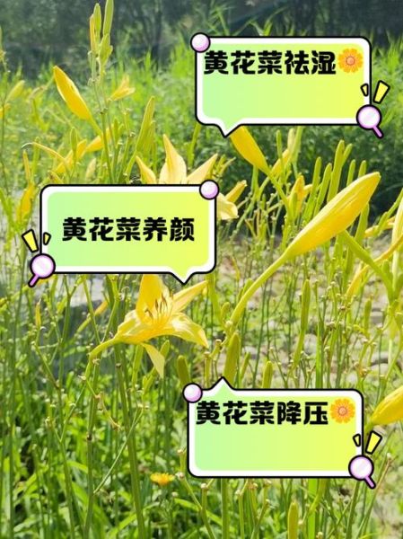 黄花菜的营养价值及功效_孕妇可以吃吗-第2张图片-山城妙识