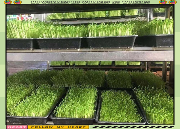 香椿芽苗菜怎么种_香椿芽苗菜种植技术-第2张图片-山城妙识