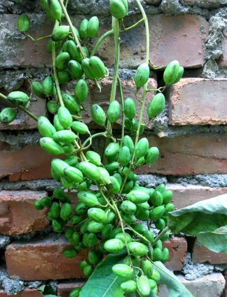 香椿芽苗菜怎么种_香椿芽苗菜种植技术-第3张图片-山城妙识