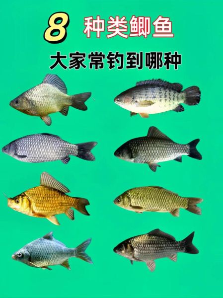 鲫鱼是什么鱼_鲫鱼有哪些品种-第1张图片-山城妙识