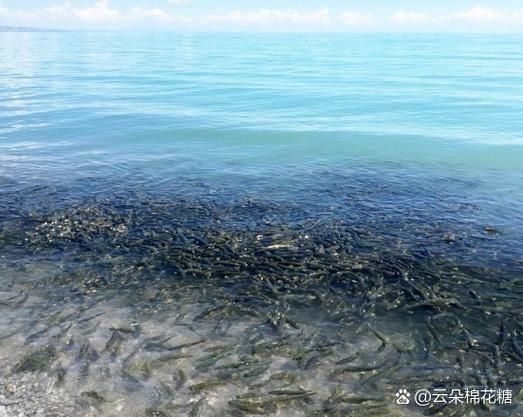 青海湟鱼图片大全_湟鱼为什么禁止捕捞-第1张图片-山城妙识 青海湟鱼图片大全_湟鱼为什么禁止捕捞-第1张图片-山城妙识