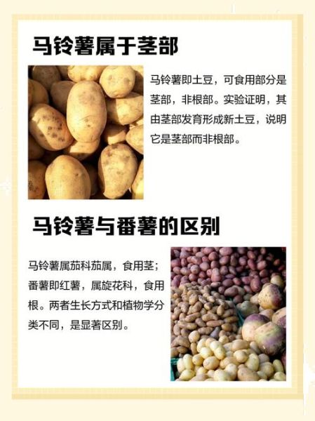 马铃薯和土豆是一个东西吗_区别与营养价值-第1张图片-山城妙识 马铃薯和土豆是一个东西吗_区别与营养价值-第1张图片-山城妙识