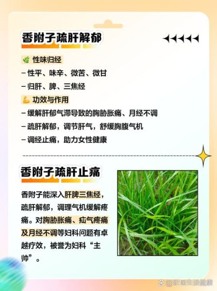 香附的功效与作用_香附怎么服用最有效-第1张图片-山城妙识