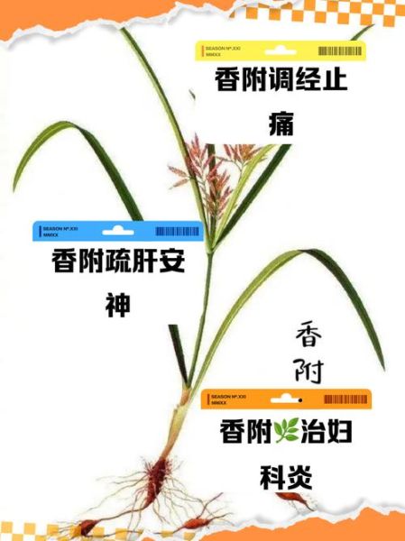 香附的功效与作用_香附怎么服用最有效-第3张图片-山城妙识