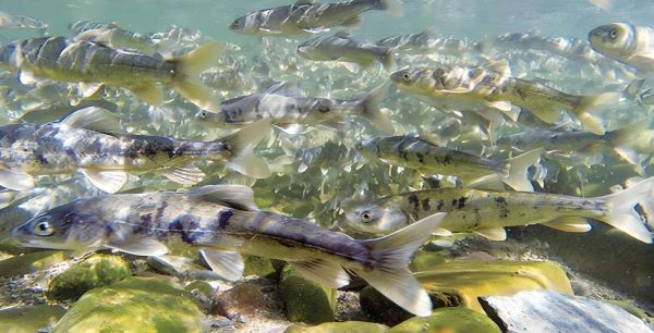 青海湟鱼图片大全_湟鱼为什么禁止捕捞-第2张图片-山城妙识 青海湟鱼图片大全_湟鱼为什么禁止捕捞-第2张图片-山城妙识