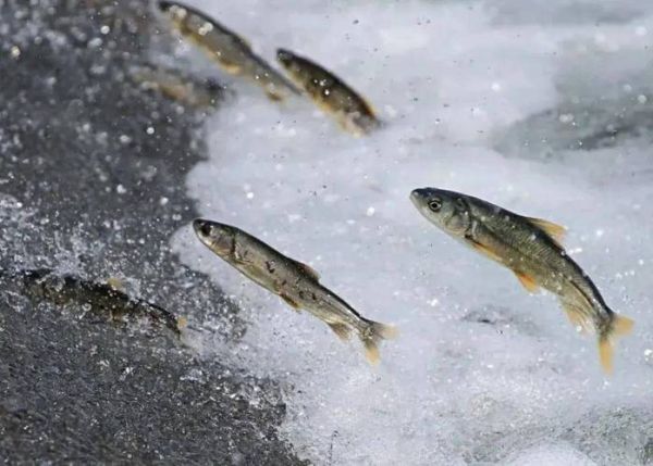 青海湟鱼图片大全_湟鱼为什么禁止捕捞-第3张图片-山城妙识 青海湟鱼图片大全_湟鱼为什么禁止捕捞-第3张图片-山城妙识