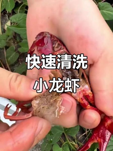 龙虾怎么清洗_龙虾怎么做才好吃-第3张图片-山城妙识