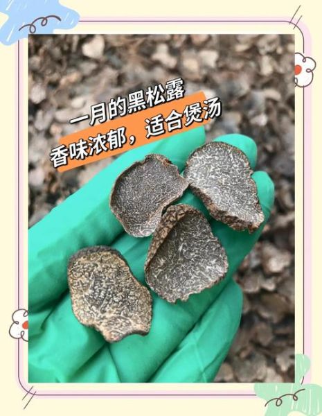 黑松露怎么吃最好吃_黑松露炒什么最香-第3张图片-山城妙识 黑松露怎么吃最好吃_黑松露炒什么最香-第3张图片-山城妙识