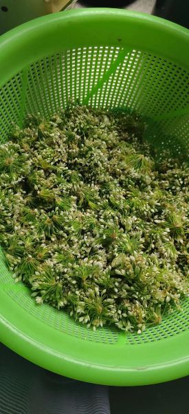 韭菜花怎么腌制好吃_韭菜花腌制方法大全-第1张图片-山城妙识