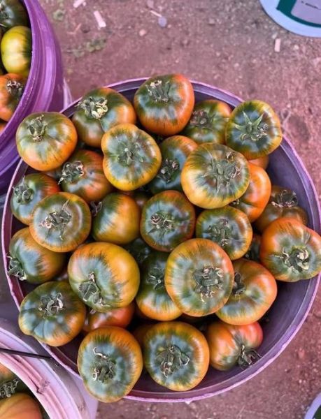 草莓柿子营养价值_草莓柿子功效与作用-第1张图片-山城妙识