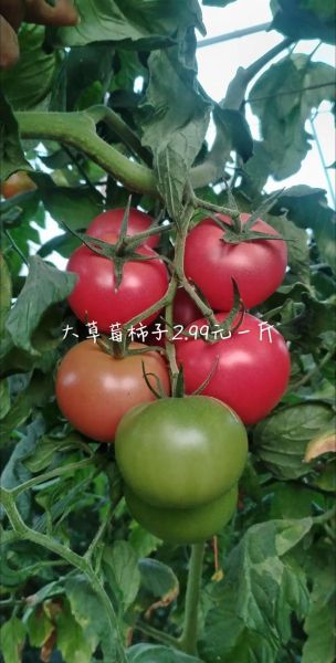 草莓柿子营养价值_草莓柿子功效与作用-第2张图片-山城妙识