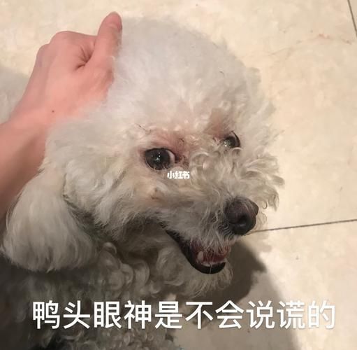 鸭头文学是什么_鸭头文学怎么写-第3张图片-山城妙识