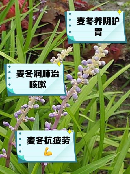 麦冬的功效与作用有哪些_麦冬主治什么病-第3张图片-山城妙识