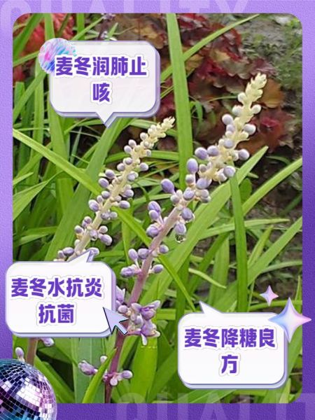 麦冬的功效与作用有哪些_麦冬主治什么病-第2张图片-山城妙识