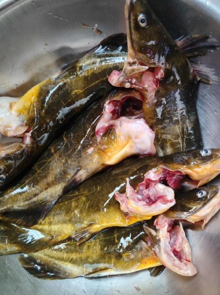 黄刺鱼长什么样子_黄刺鱼有毒吗-第2张图片-山城妙识