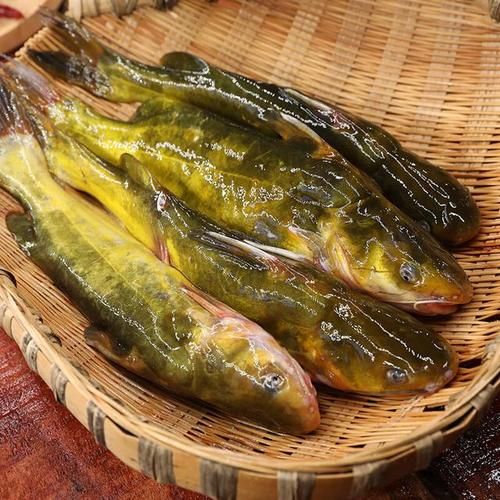 黄刺鱼长什么样子_黄刺鱼有毒吗-第3张图片-山城妙识