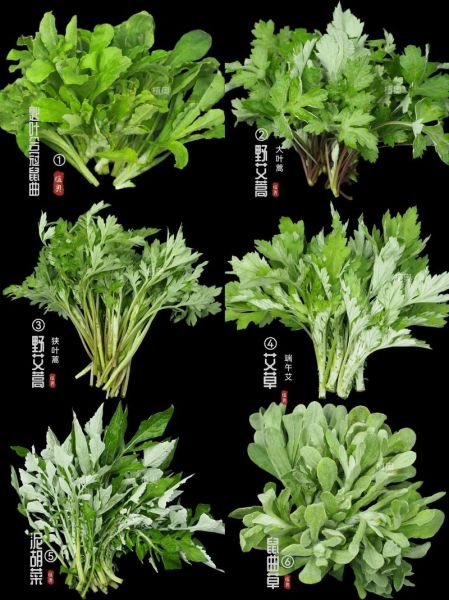 做青团的艾草是哪种_青团艾草品种区别-第1张图片-山城妙识