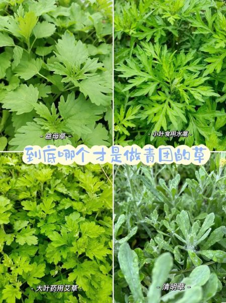 做青团的艾草是哪种_青团艾草品种区别-第2张图片-山城妙识