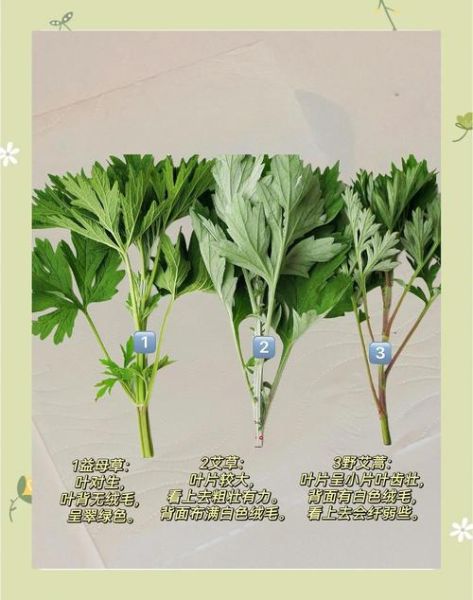 做青团的艾草是哪种_青团艾草品种区别-第3张图片-山城妙识