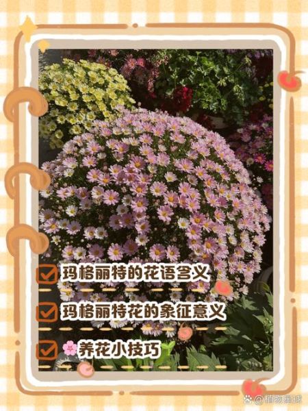 玛格丽特花的花语是什么_玛格丽特花适合送什么人-第3张图片-山城妙识