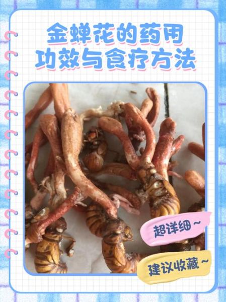 金蝉花怎么吃_金蝉花有什么功效-第1张图片-山城妙识