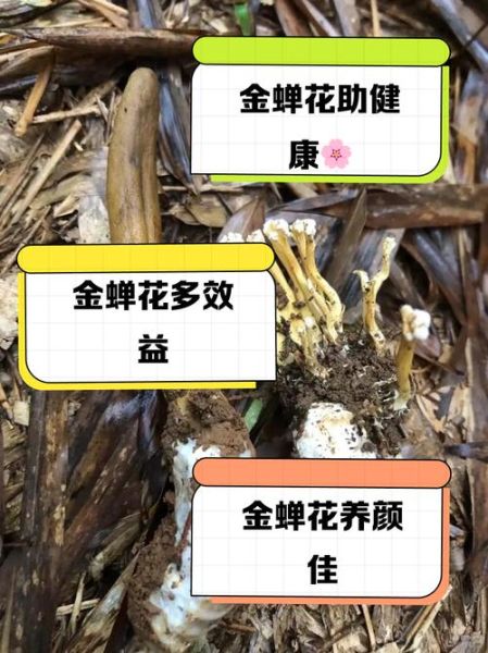 金蝉花怎么吃_金蝉花有什么功效-第2张图片-山城妙识