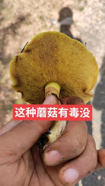 野生黄蘑菇能吃吗_如何辨别毒黄菇-第1张图片-山城妙识