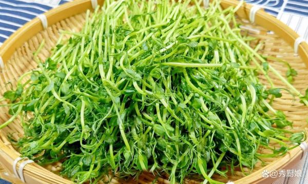 龙须菜是什么_龙须菜图片长什么样-第1张图片-山城妙识