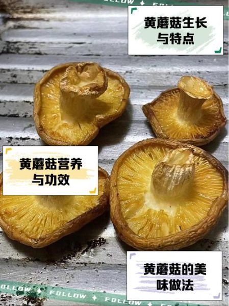 野生黄蘑菇能吃吗_如何辨别毒黄菇-第2张图片-山城妙识