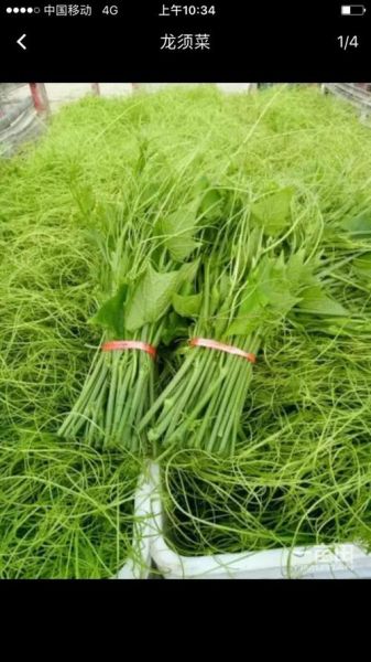 龙须菜是什么_龙须菜图片长什么样-第3张图片-山城妙识