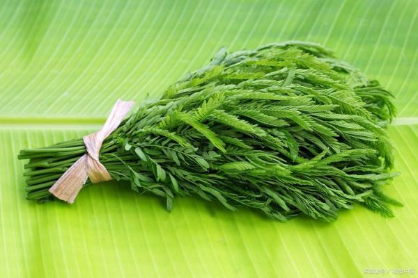 龙须菜是什么_龙须菜图片长什么样-第2张图片-山城妙识