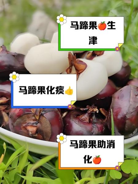 马蹄果怎么吃最好_马蹄果的吃法与禁忌-第3张图片-山城妙识