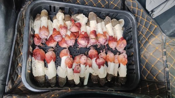 红托竹荪的营养价值_红托竹荪怎么吃最营养-第1张图片-山城妙识 红托竹荪的营养价值_红托竹荪怎么吃最营养-第1张图片-山城妙识