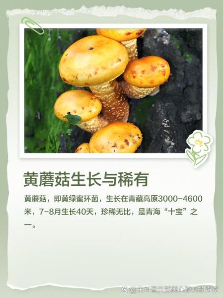 野生黄蘑菇能吃吗_如何辨别毒黄菇-第3张图片-山城妙识