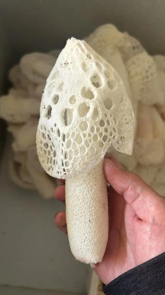 红托竹荪的营养价值_红托竹荪怎么吃最营养-第2张图片-山城妙识 红托竹荪的营养价值_红托竹荪怎么吃最营养-第2张图片-山城妙识