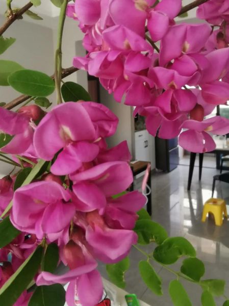 红色洋槐花能吃吗_红色槐花食用安全指南-第1张图片-山城妙识