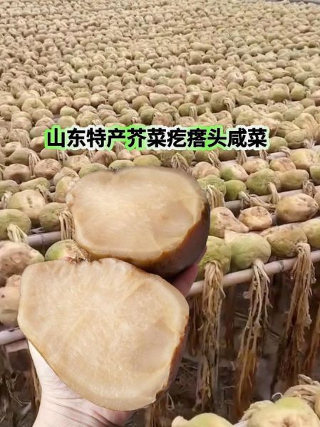 芥菜疙瘩的功效与作用_芥菜疙瘩怎么吃最健康-第2张图片-山城妙识