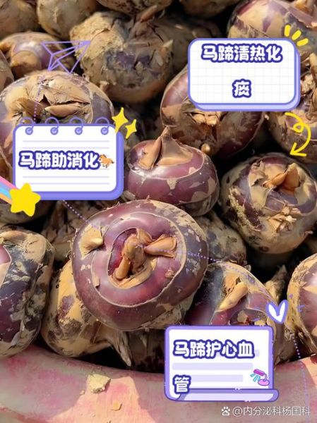 马蹄治什么病_马蹄的功效与作用-第3张图片-山城妙识