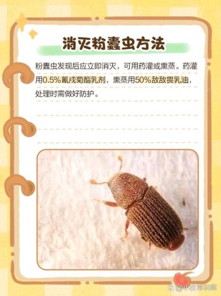 黑粉虫长什么样_黑粉虫怎么消灭-第1张图片-山城妙识