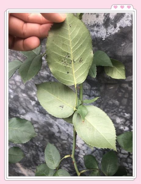 黑粉虫长什么样_黑粉虫怎么消灭-第2张图片-山城妙识