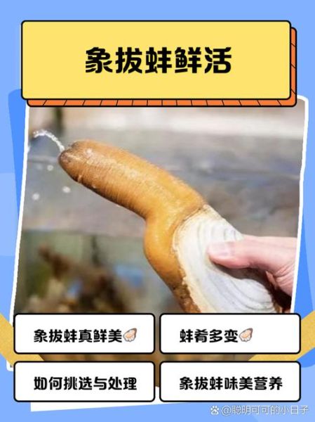 象拔蚌是什么意思啊_象拔蚌的梗怎么来的-第1张图片-山城妙识