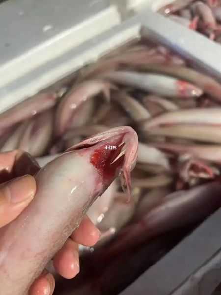 龙头鱼为什么禁止卖_龙头鱼禁售原因-第1张图片-山城妙识