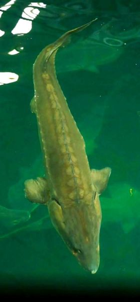 鲟鱼图片大全大图_鲟鱼高清照片哪里找-第3张图片-山城妙识