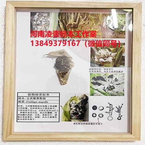 黑粉虫长什么样_黑粉虫怎么消灭-第3张图片-山城妙识