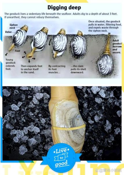 象拔蚌是什么意思啊_象拔蚌的梗怎么来的-第3张图片-山城妙识