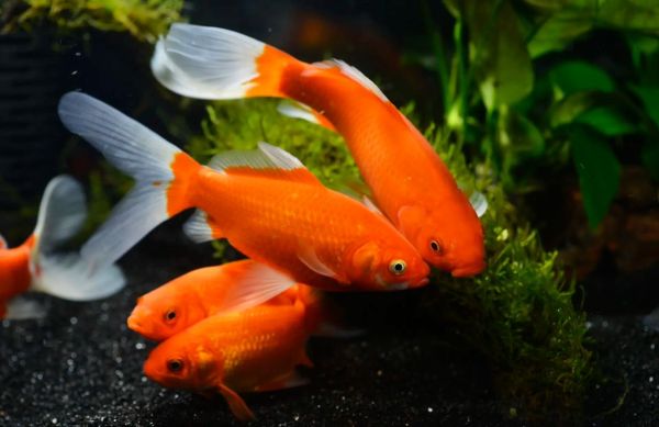 鱼图片大全_高清简单怎么找-第2张图片-山城妙识 鱼图片大全_高清简单怎么找-第2张图片-山城妙识